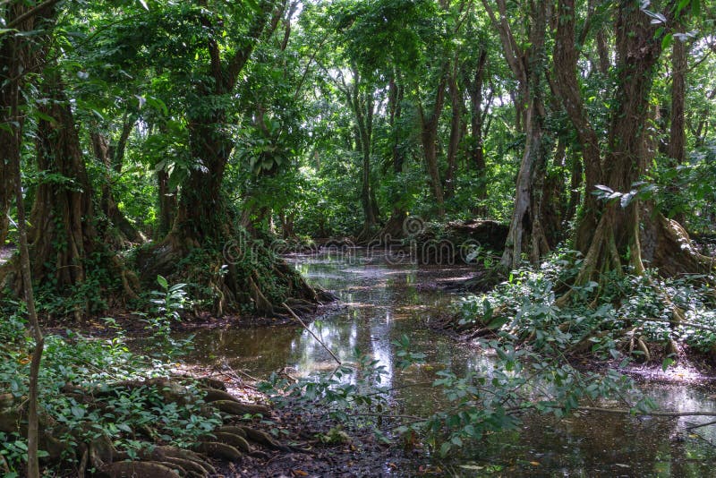 A Sumauma Tree Ceiba Pentandra with More Than 40 Meters of Height Stock ...