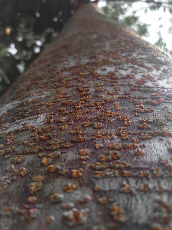 The View of the Towering Large Tree Trunks Stock Photo - Image of plant ...