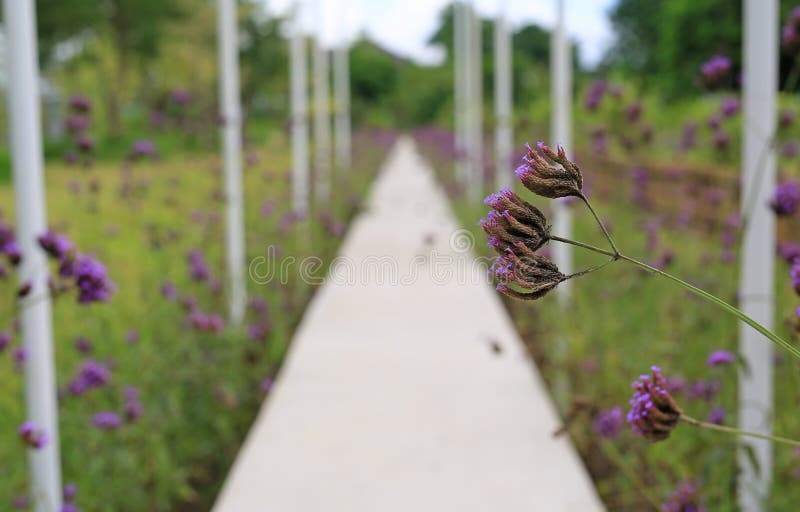 View of Traditional Japanese Garden with Walk Pathway Stock Image ...