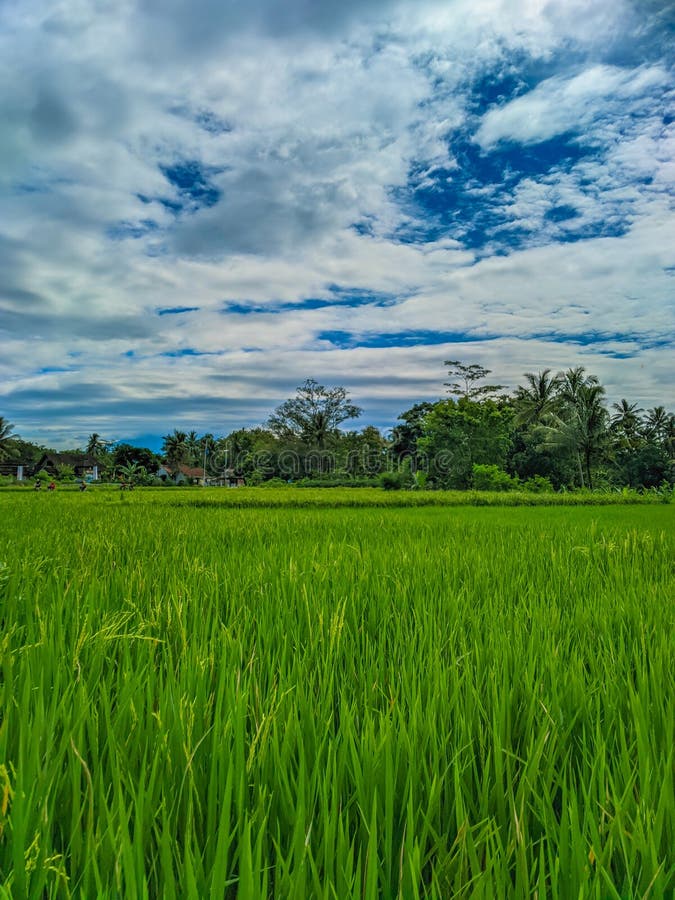 View of Traditional Rice Farming Paddy Field and Blue Sky. Stock Photo ...