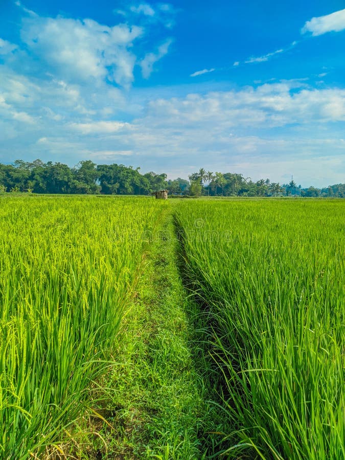 Indonesian Traditional Rice Farming Landscape. Indonesian Rice Fields ...