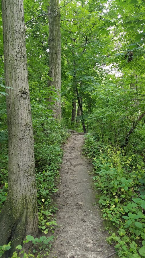 Path on a Hill in the Forest Stock Photo - Image of rainy, beautiful ...