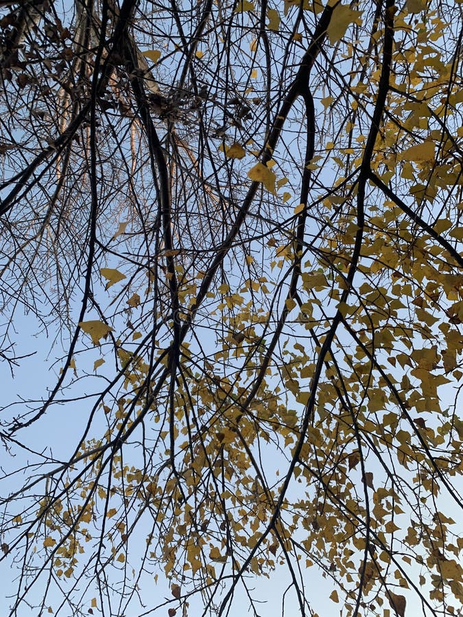 Auntumn Morning Stock Photos - Free & Royalty-Free Stock Photos from ...