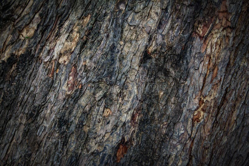 View of Tree Bark Texture and Background. Use for Nature Concept Stock ...