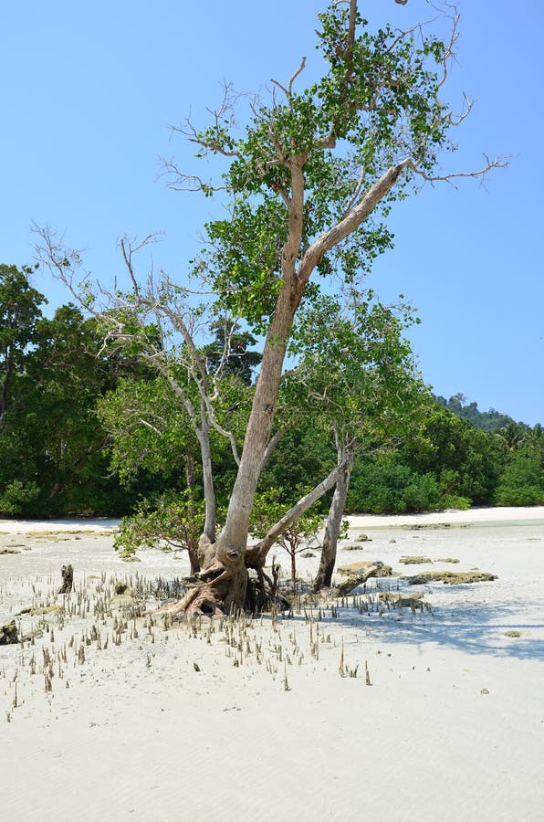 View of the Tree on the Beach during Low Tide Stock Image - Image of ...