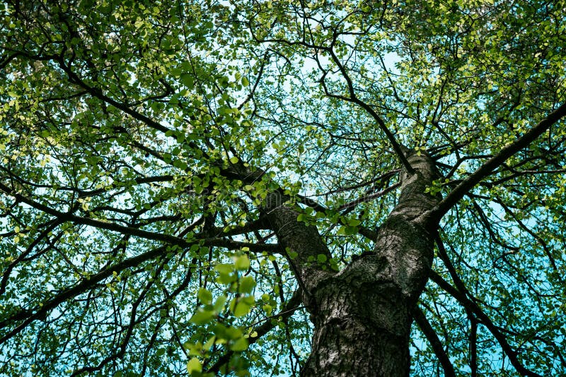 View the tree from below stock photo. Image of garden - 145575974
