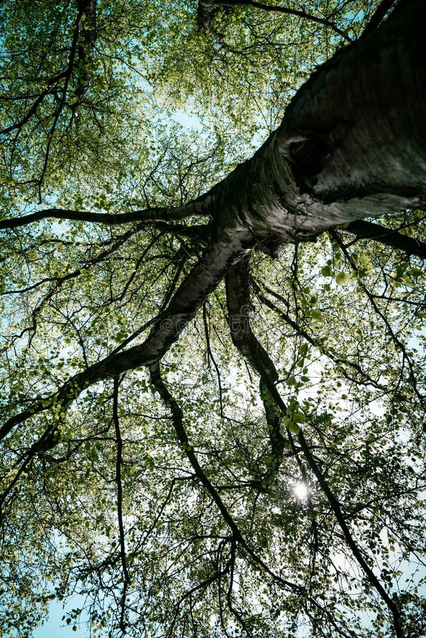 View the tree from below stock photo. Image of environment - 145576240