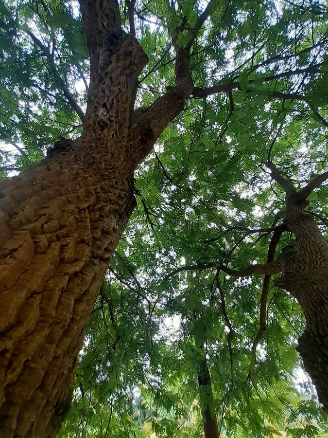 View of a Tree from Below. Nice Natural Vibes and Beautiful Shading ...
