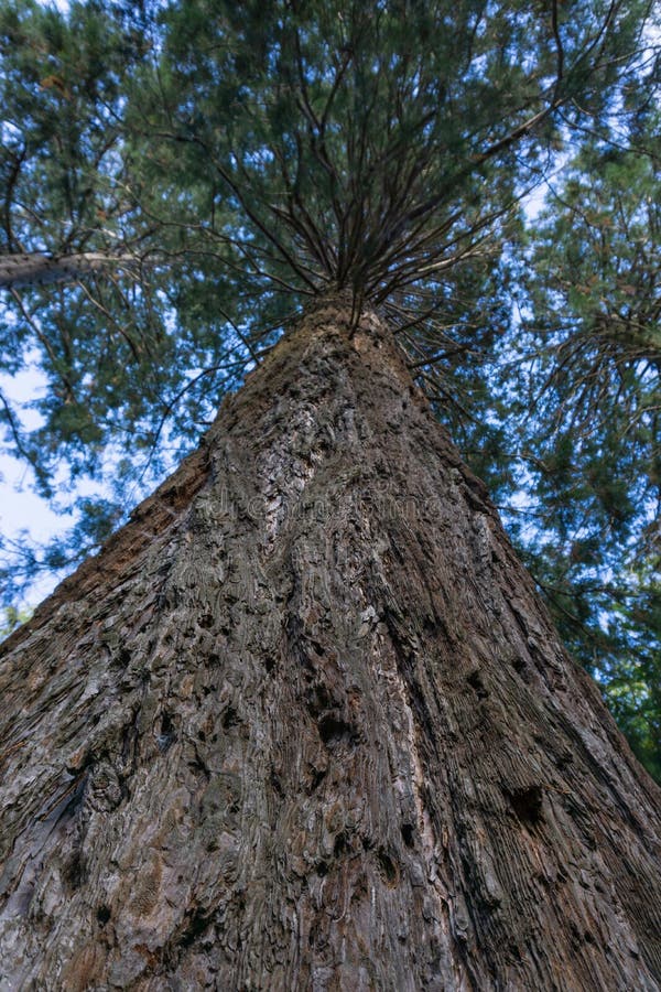 View of a Redwood Tree from Below Stock Photo - Image of leaf, conifer ...