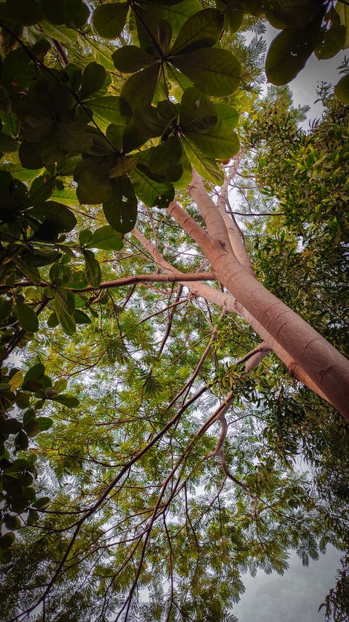 View of the Tree from Below Stock Image - Image of view, woods: 249448403