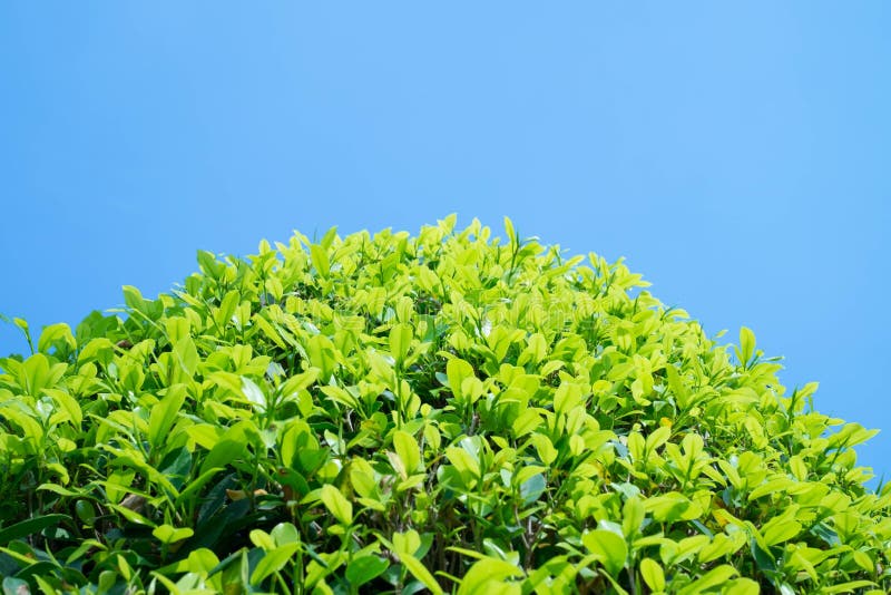 View of tree and blue sky stock photo. Image of color - 85088300