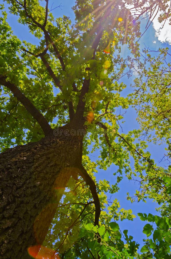View of the Tree from the Bottom Up Stock Image - Image of color, lush ...