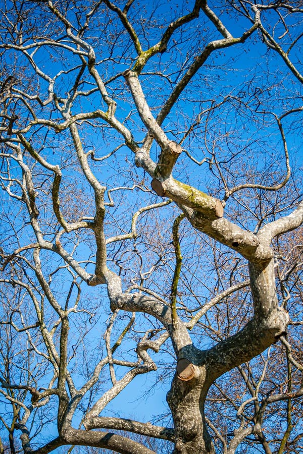 View of Tree Branches with Sparse Leaves Against a Clear Blue Sky Stock ...