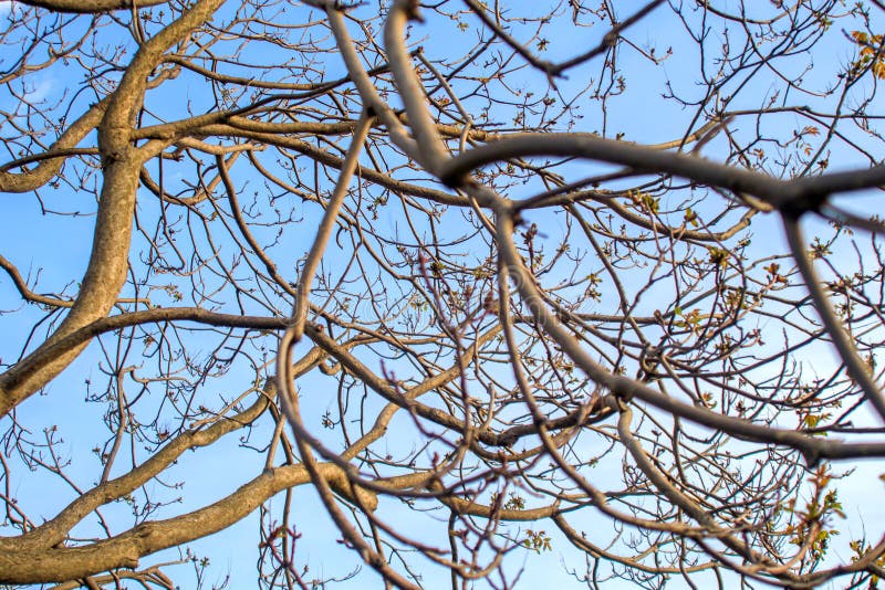 View of Tree Branches and Tiny Leaves of the Tree Under Blue Sky Stock ...
