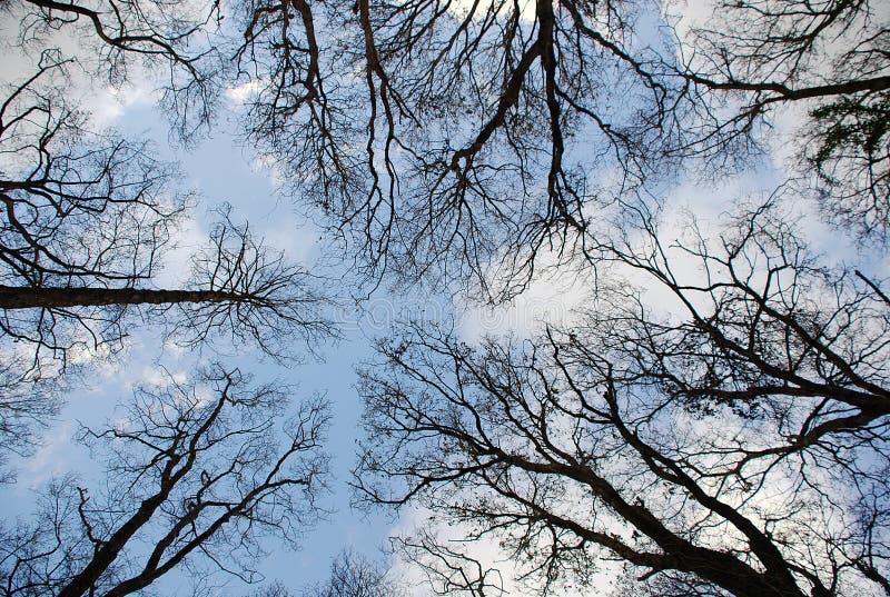 View of tree canopies stock photo. Image of magic, tall - 218741966