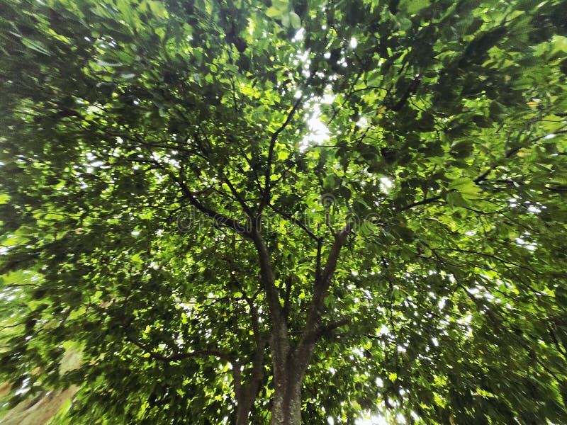 Tree with radial branches stock photo. Image of leaves - 64568180