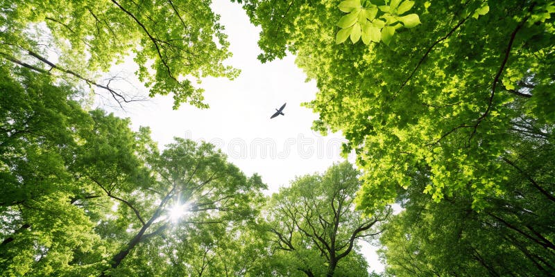 View through Tree Canopy with Bird Soaring Stock Illustration ...