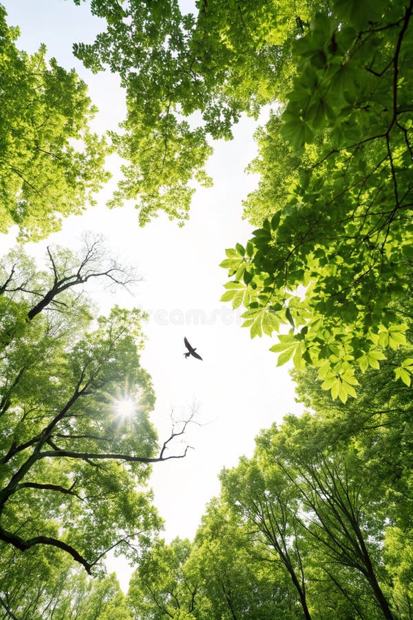 View through Tree Canopy with Bird Soaring Stock Illustration ...