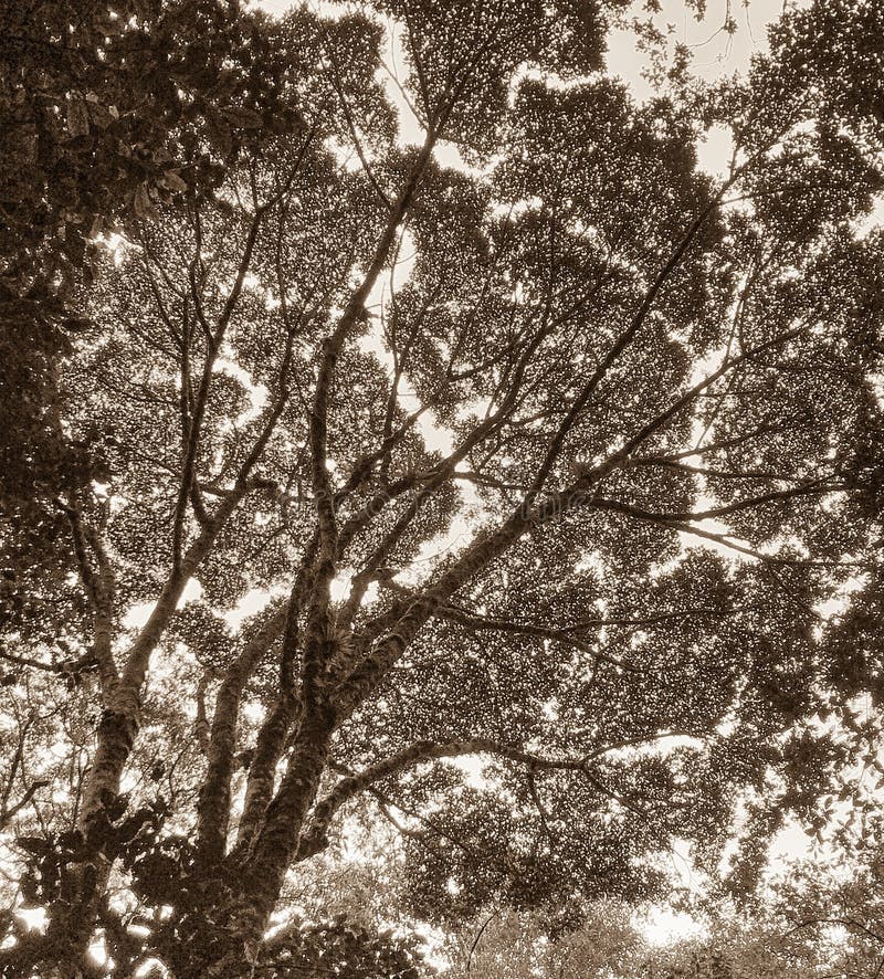 View of tree canopy stock image. Image of shade, tall - 49027945