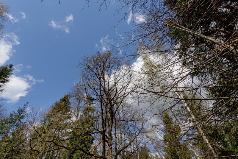 Bottom View To the Tree Top in Spring Forest. Seasonal Natural Scene ...