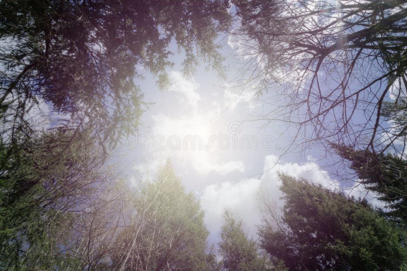 Bottom View To the Tree Top in Spring Forest. Seasonal Natural Scene ...