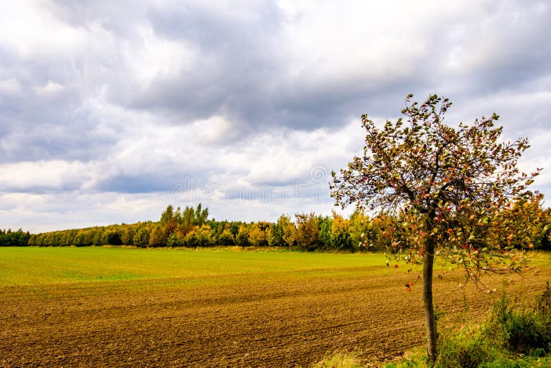 Tree by field in Autumn stock image. Image of leaf, landscape - 108167089