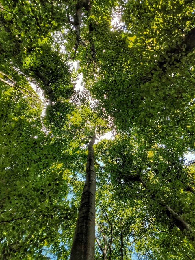 Perpendicular Tree in a Clear Sky Stock Image - Image of blue, spring ...