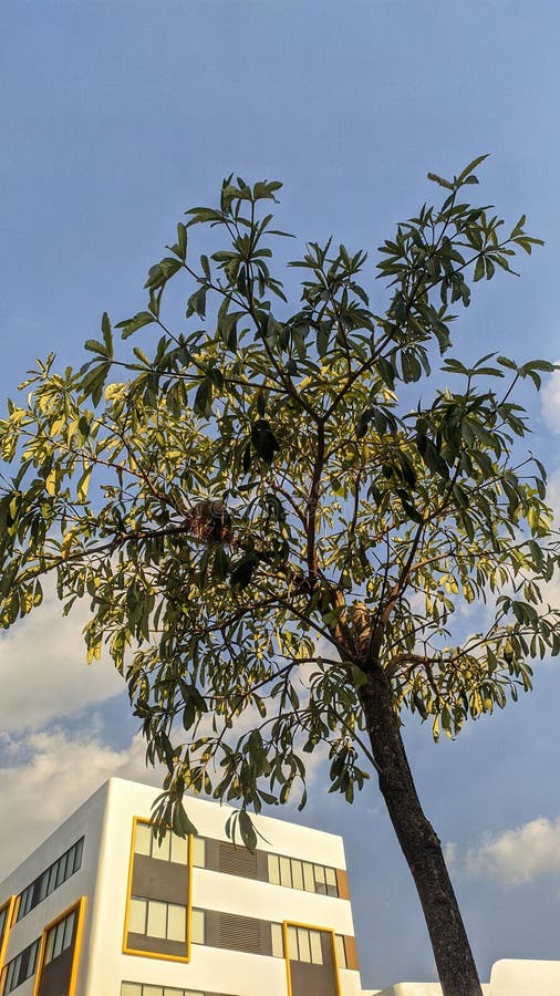 Old Tree in Front of Historic Building Stock Photo - Image of sculpture ...
