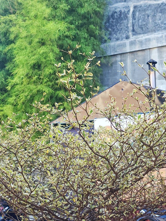 View of Tree that Has Many Small Leaves with Bamboo Tree Behind Stock ...