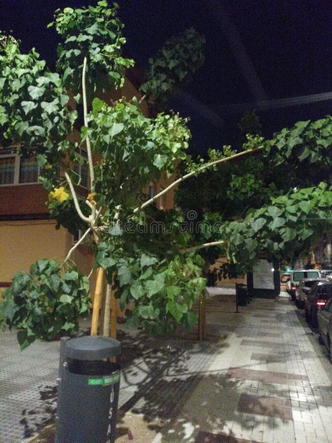 View of a Tree and Its Shadow at Night Stock Photo - Image of backyard ...