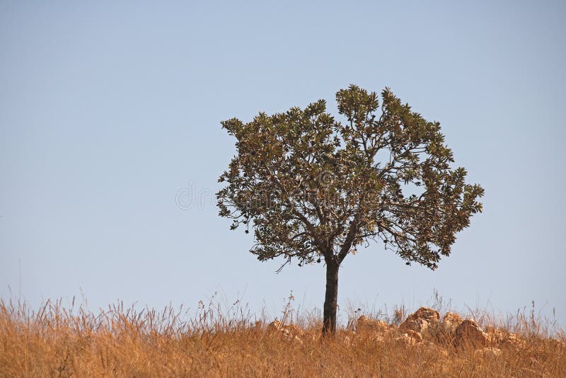 Tree on the Edge of a Ridge Stock Image - Image of view, light: 122848725