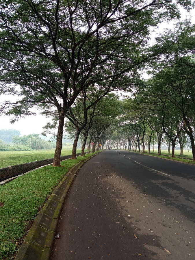 View of tree line and road stock image. Image of lane - 270373845