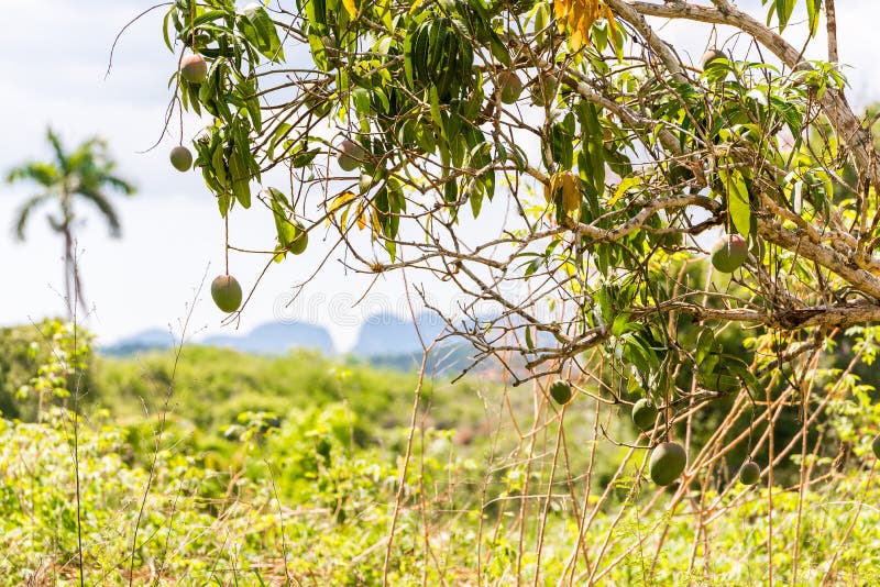 Mango on a Tree Branch with a Blurred Background, Vinales, Pinar Del ...