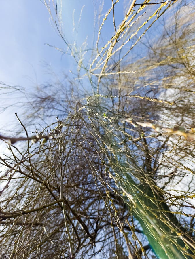 A Tree with No Leaves and Branches Stock Photo - Image of sketch ...