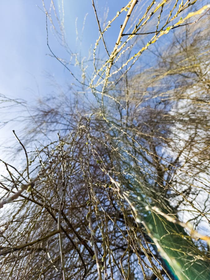A Tree with No Leaves and Branches Stock Photo - Image of sketch ...