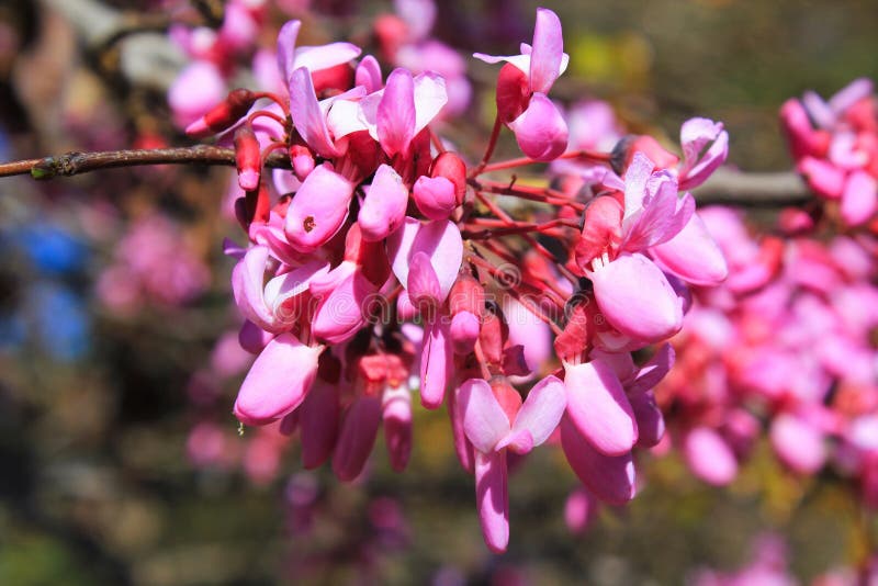 View of Tree with Pink Leaves in Spring Stock Image - Image of garden ...