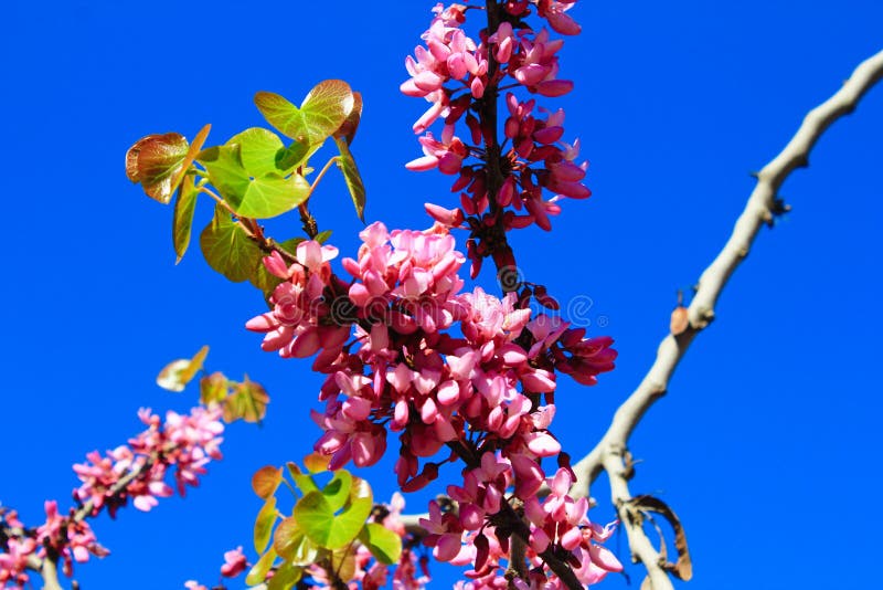 View of Tree with Pink Leaves Stock Photo - Image of fresh, park: 186708436