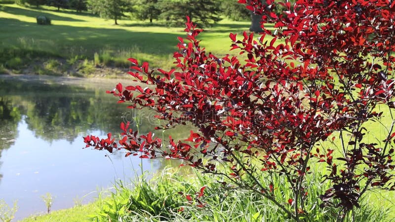 View of a Tree with Red Leaves at the Lakeshore Stock Video - Video of ...