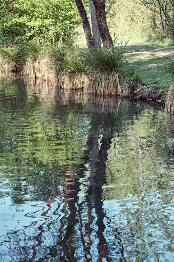 View of Tree Reflection in the Water in a Small River during Spring ...