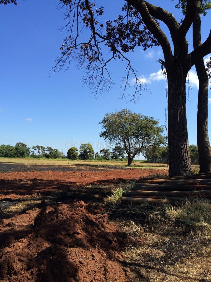 View of a Tree in a Rural Setting Stock Image - Image of natural ...