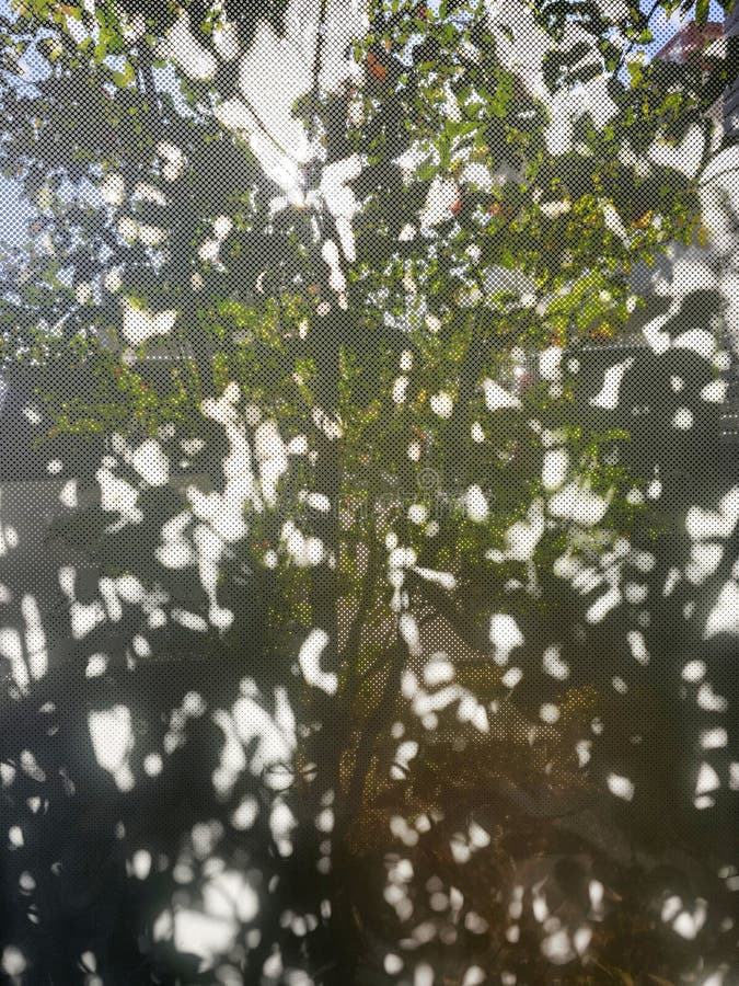 View of Tree with Shadow and Light Beam on Glass Window with Blind ...