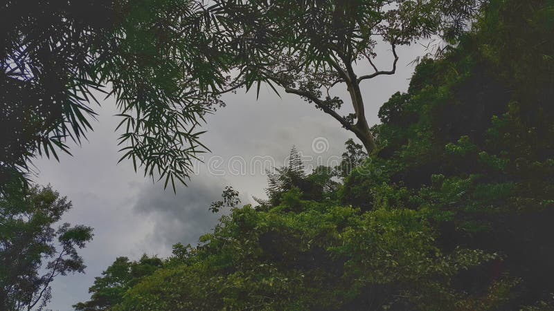View tree and sky stock photo. Image of tree, nature - 158409444