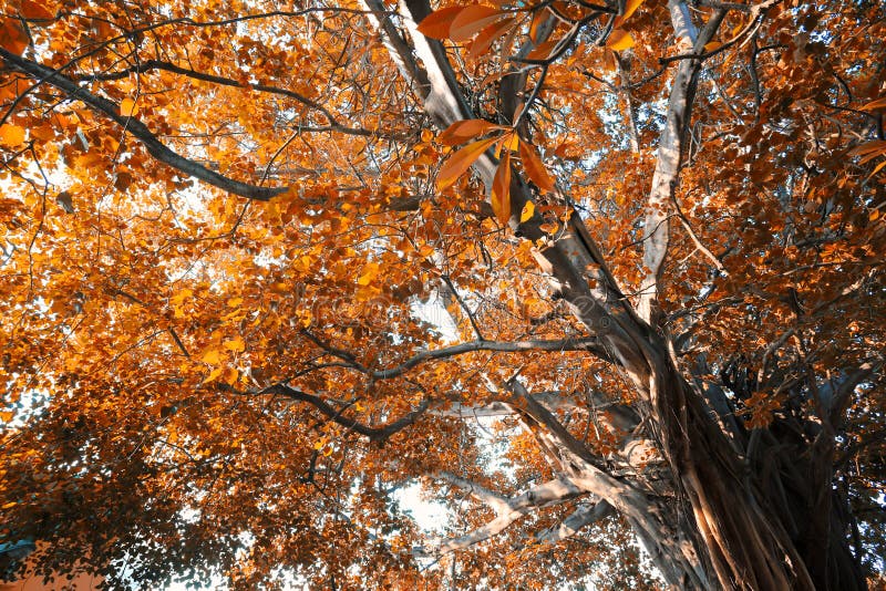 The View of Tree in Spring and Leaves are Turning Red or Orange. Stock ...