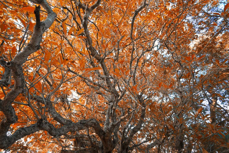 The View of Tree in Spring and Leaves are Turning Red or Orange. Stock ...