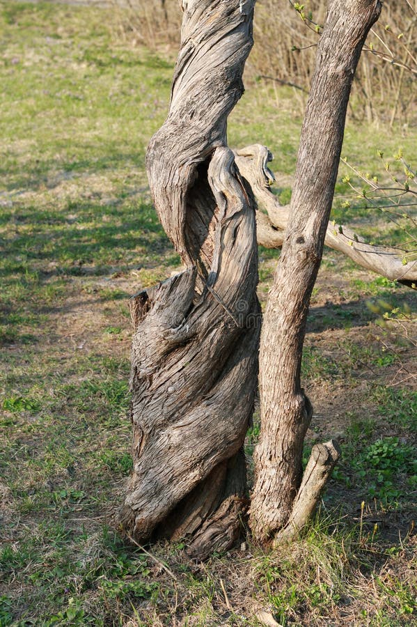 View of the Tree Strange, Twisted Shape Stock Photo - Image of nplants ...