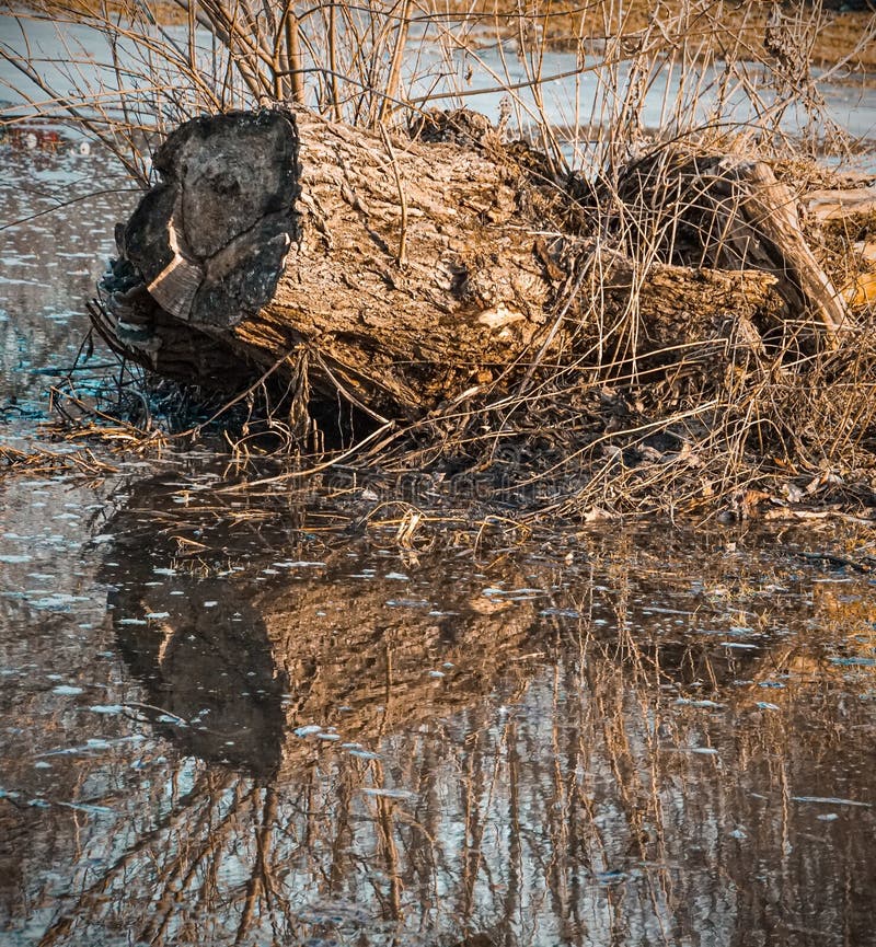 View of a Tree Stump Next To Puddle Stock Photo - Image of brown, wood ...