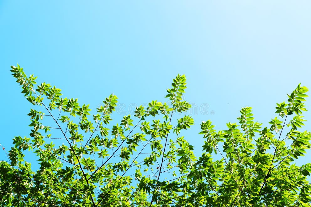 View of tree top with sky stock image. Image of grow - 189612839