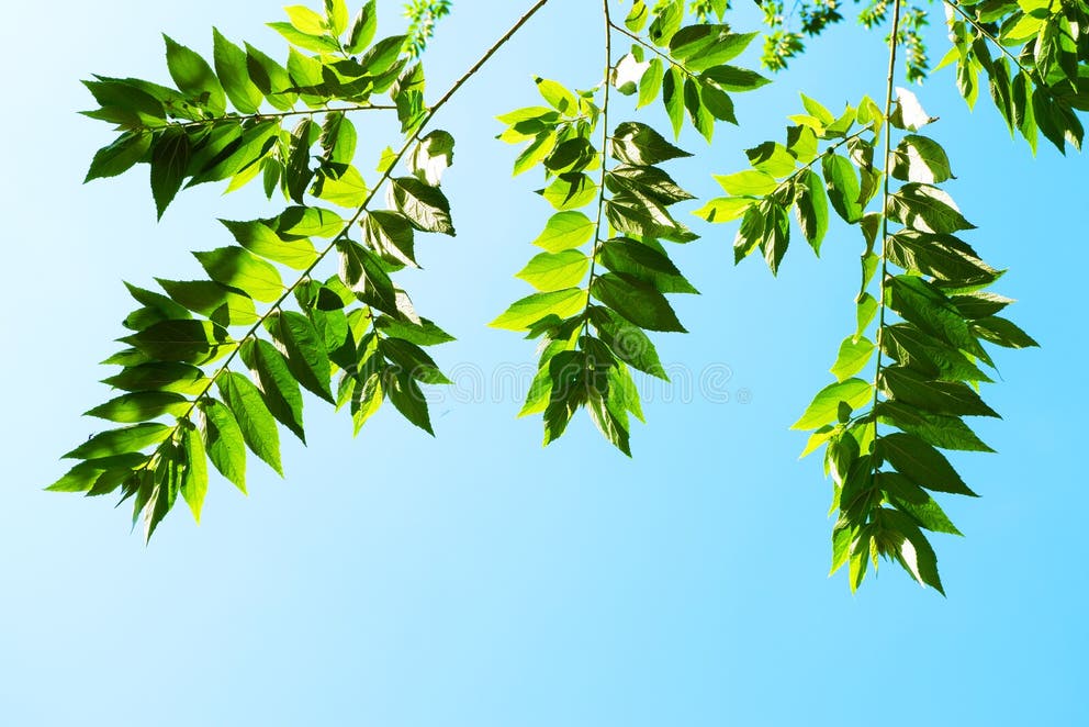 View of tree top with sky stock image. Image of freshness - 189612845