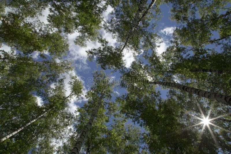 View of Tree Tops from Below on a Background of Blue Sky with Cl Stock ...