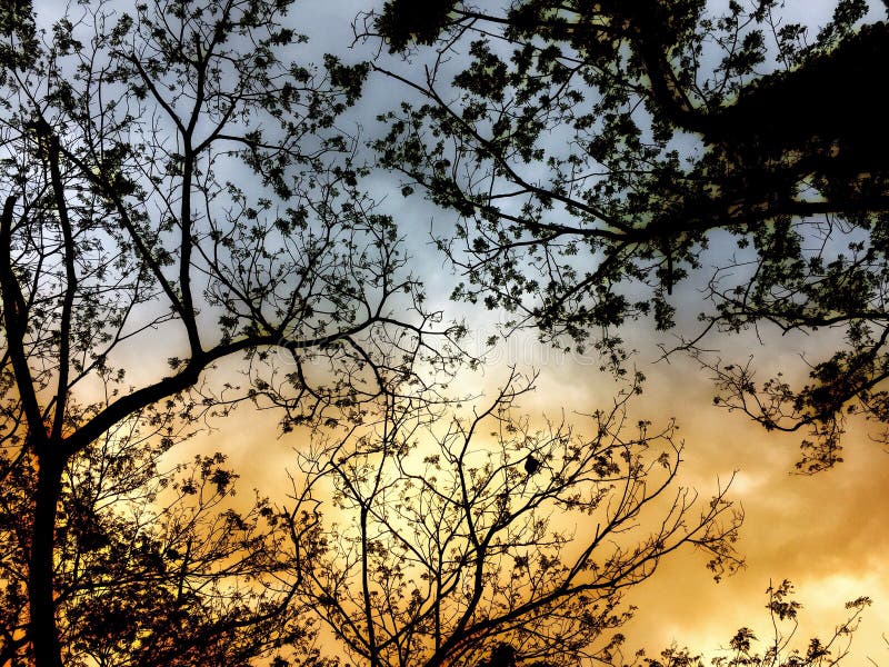 Tree stock image. Image of branches, view, leaf, nature - 106938571